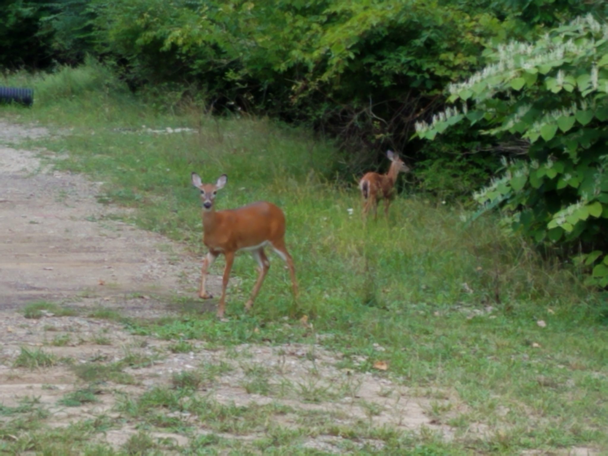 Backyard Bestiary: Angry Deer – The Unfinished Compendium.